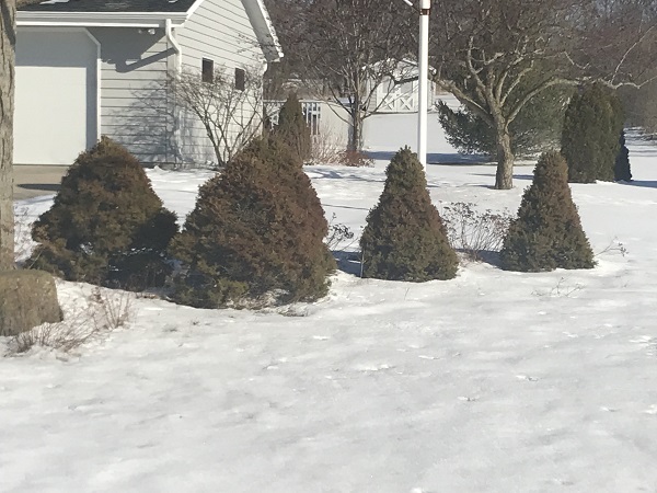 Winter Burn - Buckley Tree Service