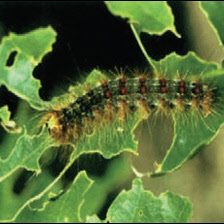 Japanese Beetle Tree Damage - Buckley Tree Service